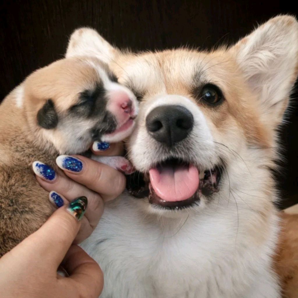 Иконка канала Корги