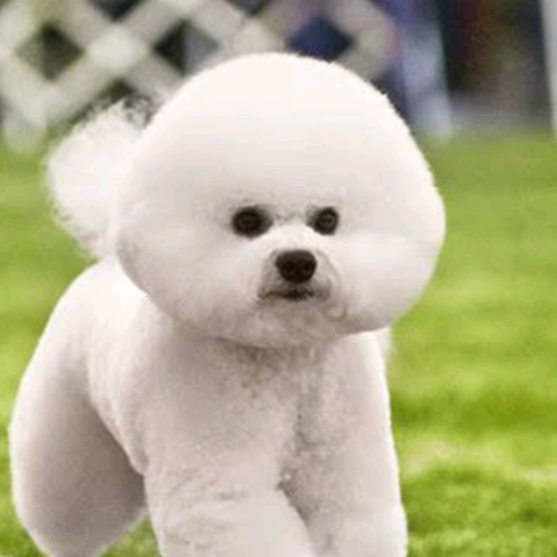 Иконка канала Звери и видео