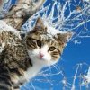 Иконка канала ❄️⟨кэтик😼из😼2026⟩❄️