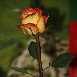 Иконка канала Шевченко Олег /  Стихи / Стихи под музыку / Песни