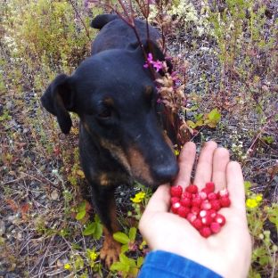 Иконка канала Лесная Алеся