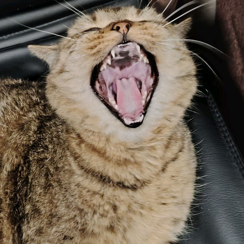 Иконка канала Масяня Я и мои друзья.