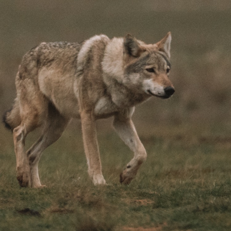 Иконка канала Теегин седкл