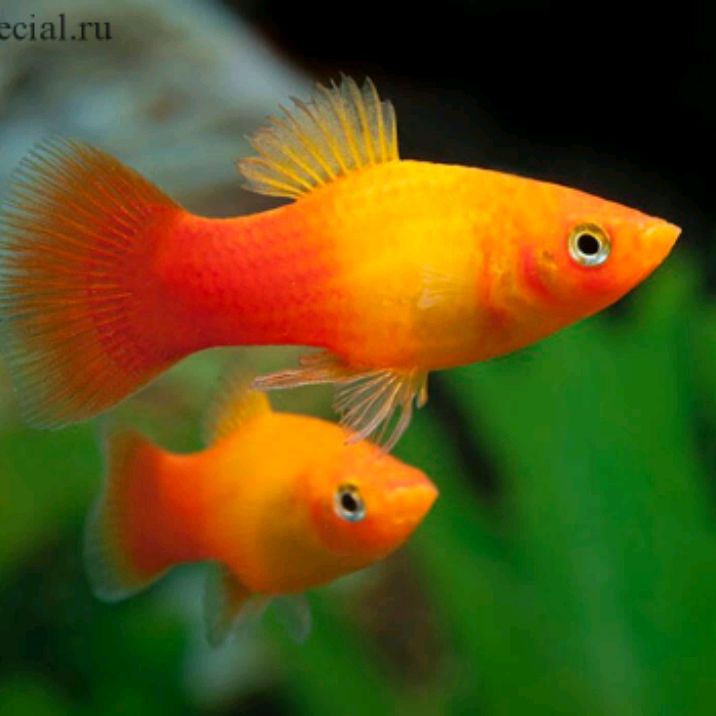 Иконка канала Рукастый Simon