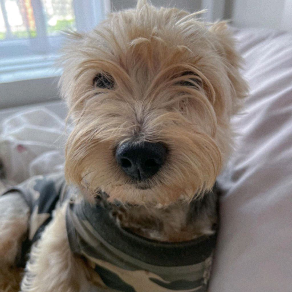 Иконка канала ♡терианчик тири♡