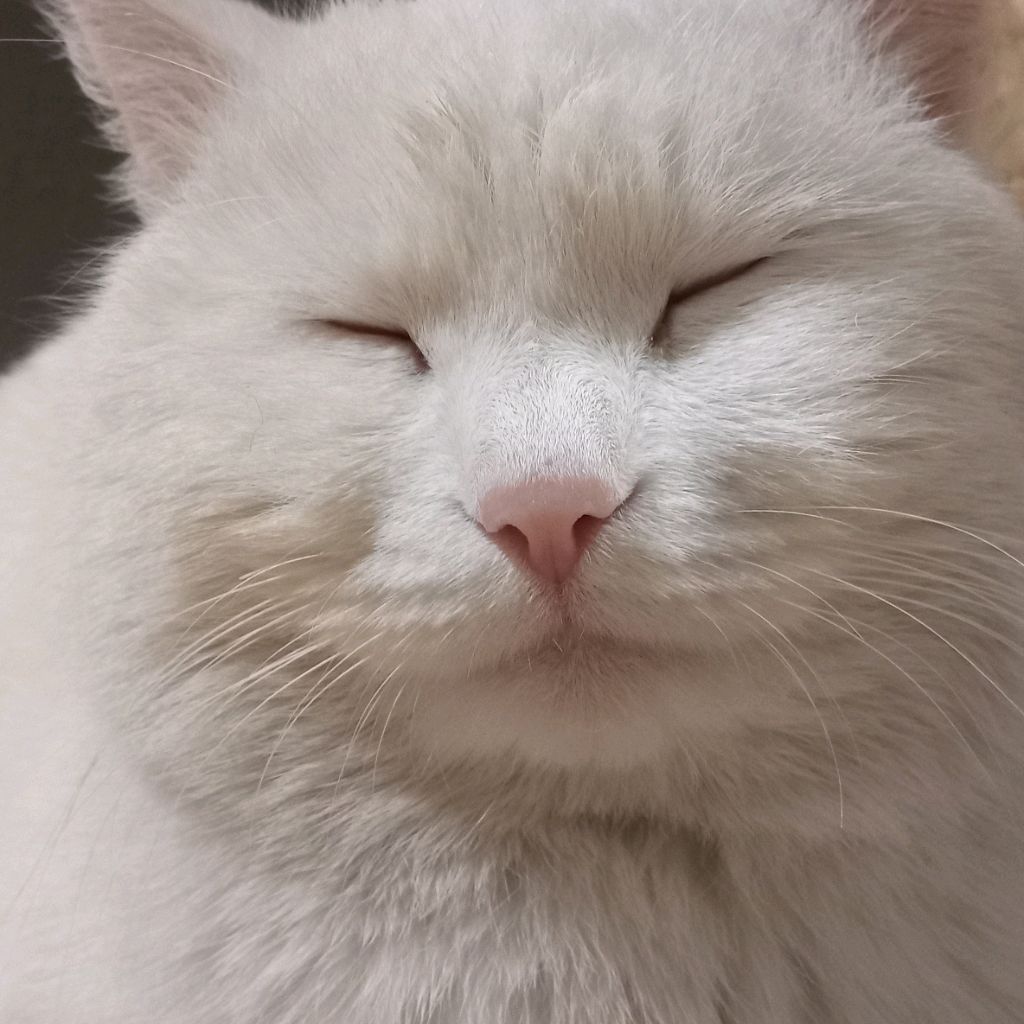 Иконка канала Мурзик