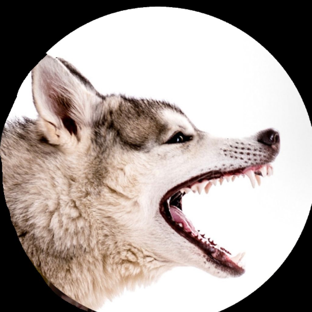 Иконка канала HUSMUT : ХАСМУТ/ХАСки и малаМУТ