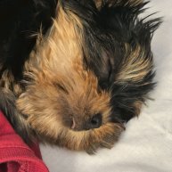 Иконка канала The old man