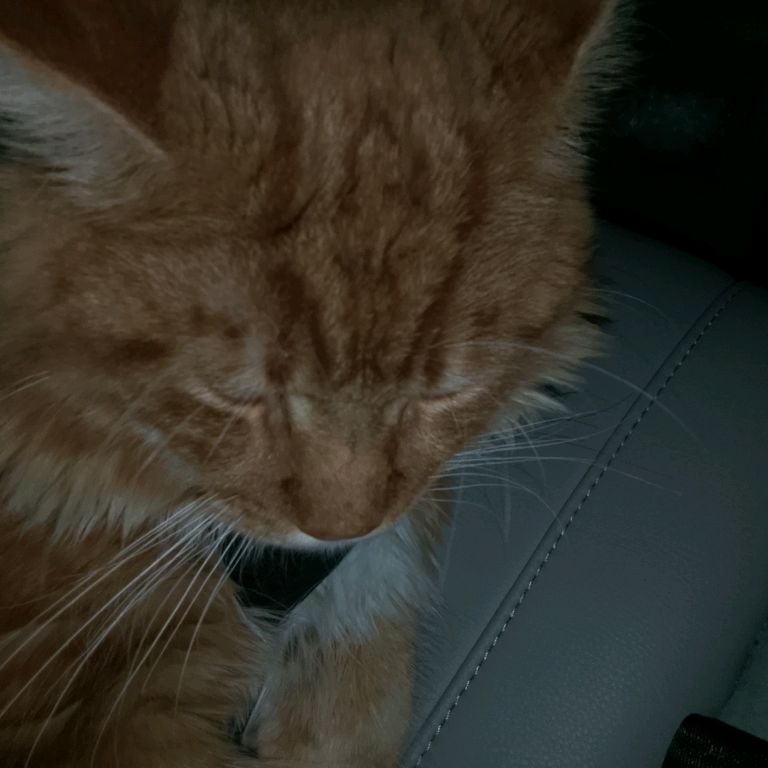 Иконка канала Vasilisa- Fox