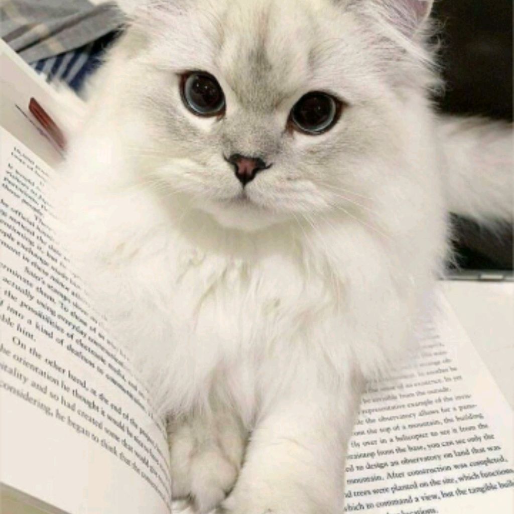 Иконка канала ♫♡МИЯ♡♫