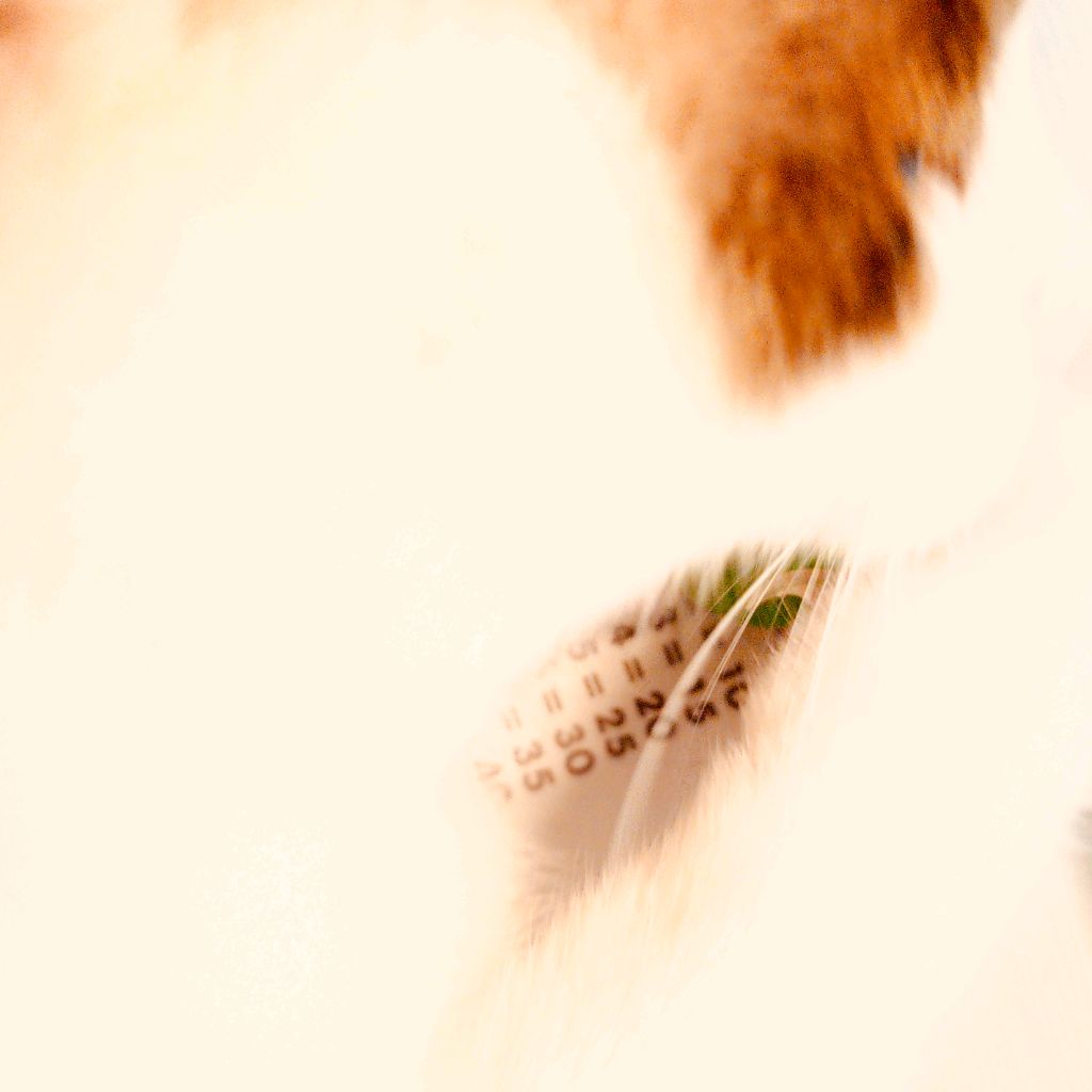 Иконка канала 𓃠Cat𓃠