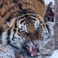 Иконка канала TIGER Zenn