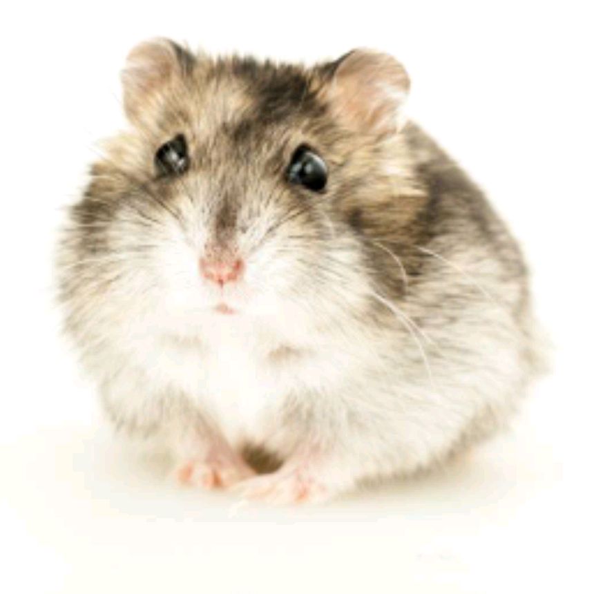 Иконка канала Хома