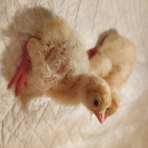 Иконка канала Домик в деревне