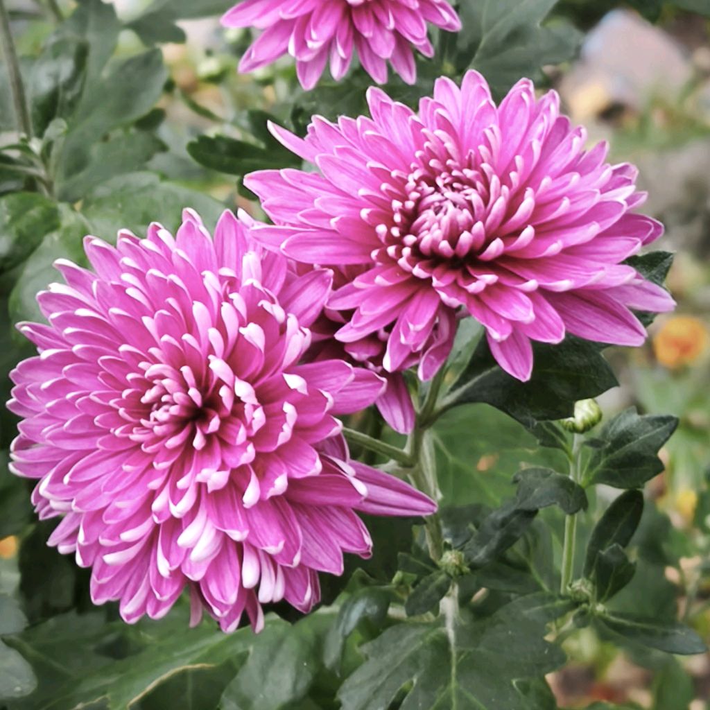 Иконка канала NB