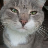 Иконка канала Кот Барси.