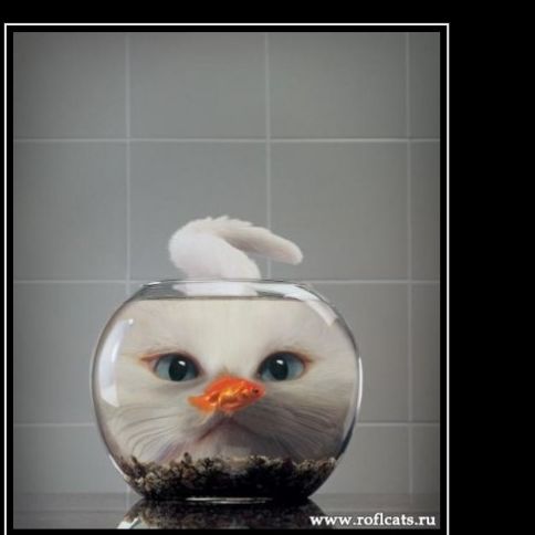 Иконка канала Берлогов