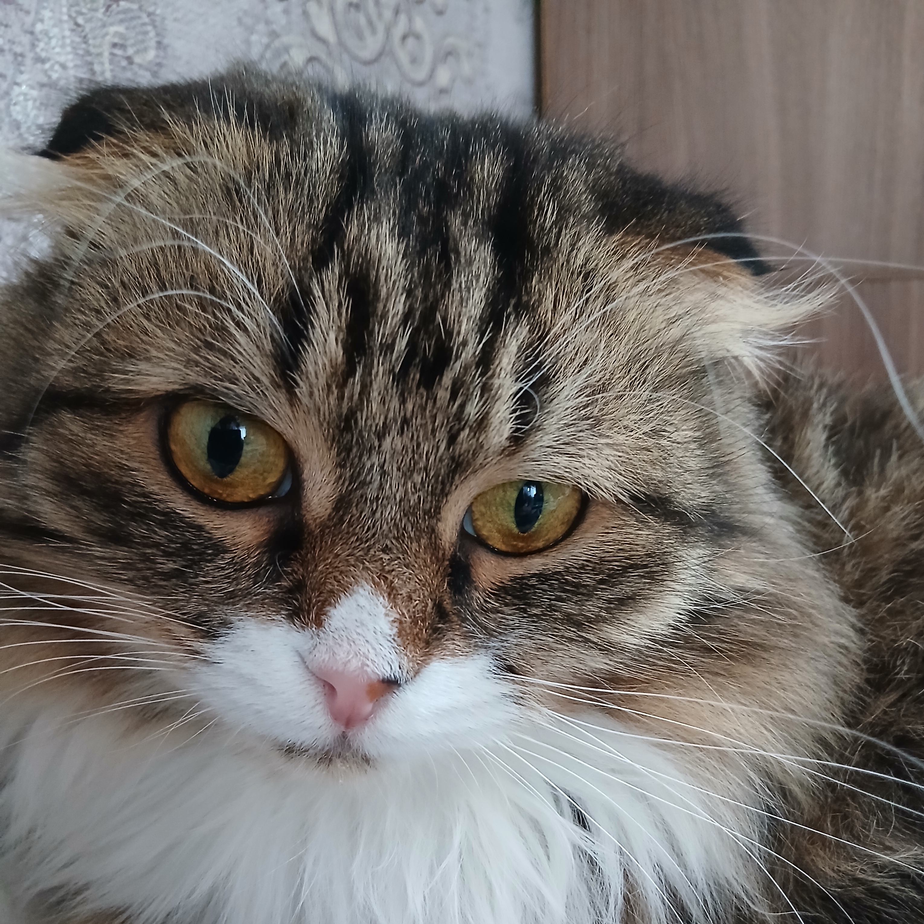 Иконка канала Кошка Энни