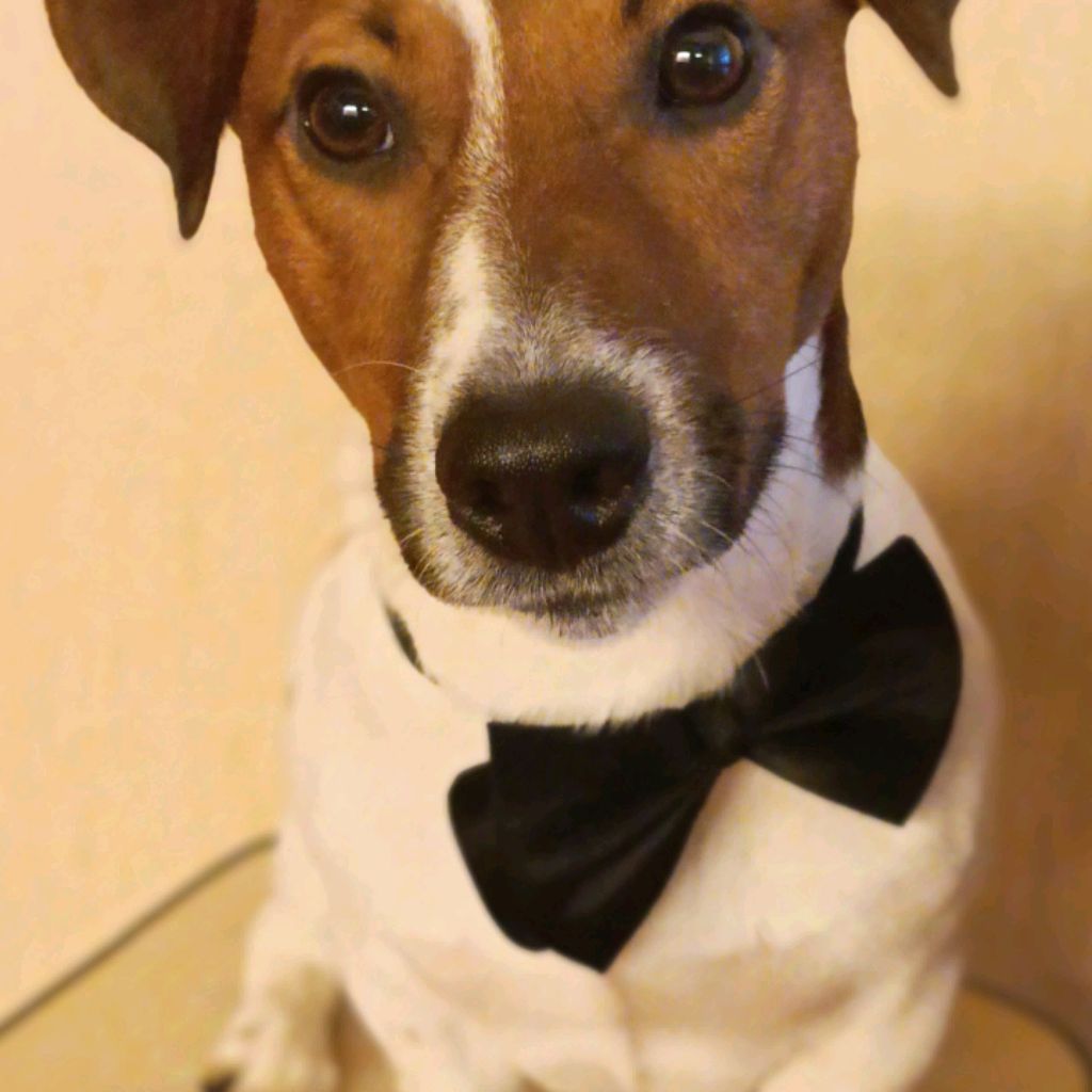 Иконка канала Псын Честер