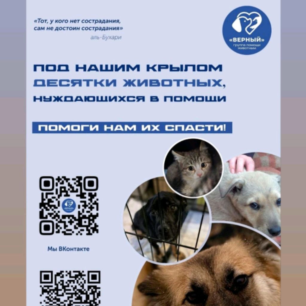 Иконка канала Верный группа помощи бездомным животным: https://v
