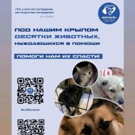 Иконка канала Верный группа помощи бездомным животным: https://v