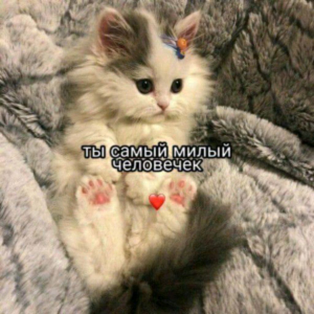 Иконка канала ʍини ᴩуᴧеᴛик 🌸