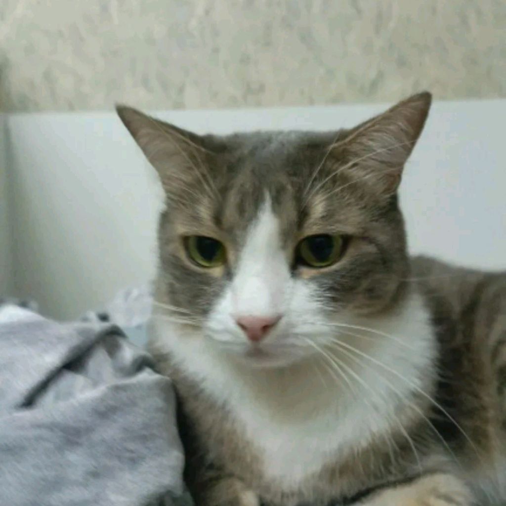 Иконка канала Анти Дарина❌🐱🟪