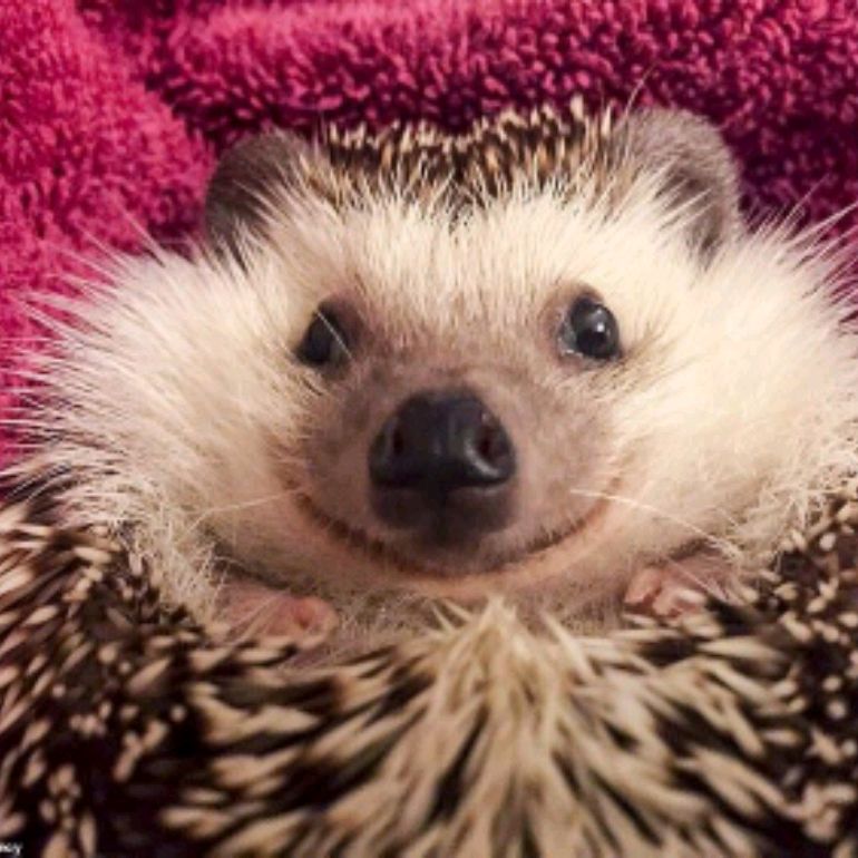 Иконка канала MegaKekish71