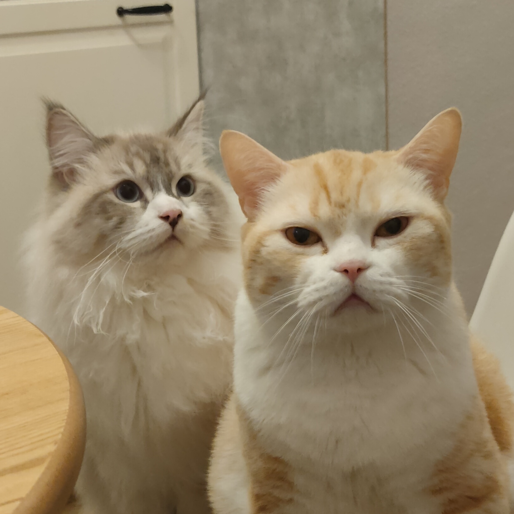 Иконка канала Персик и Марсик