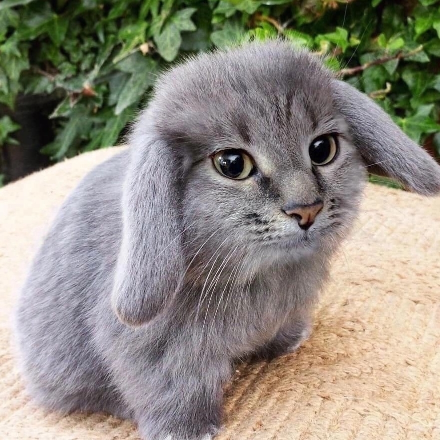 Иконка канала ×vampitemp× (☭) (вернулся,скоро ТГК)