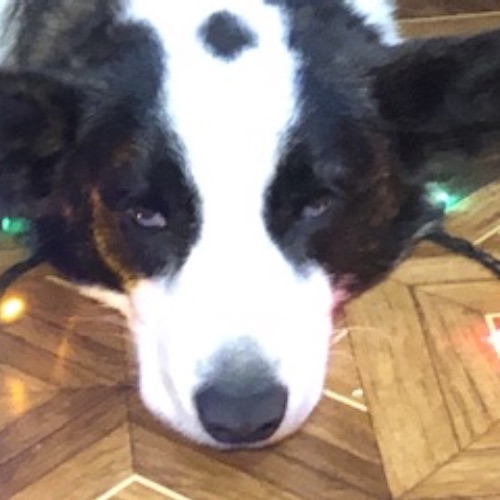 Иконка канала Julia