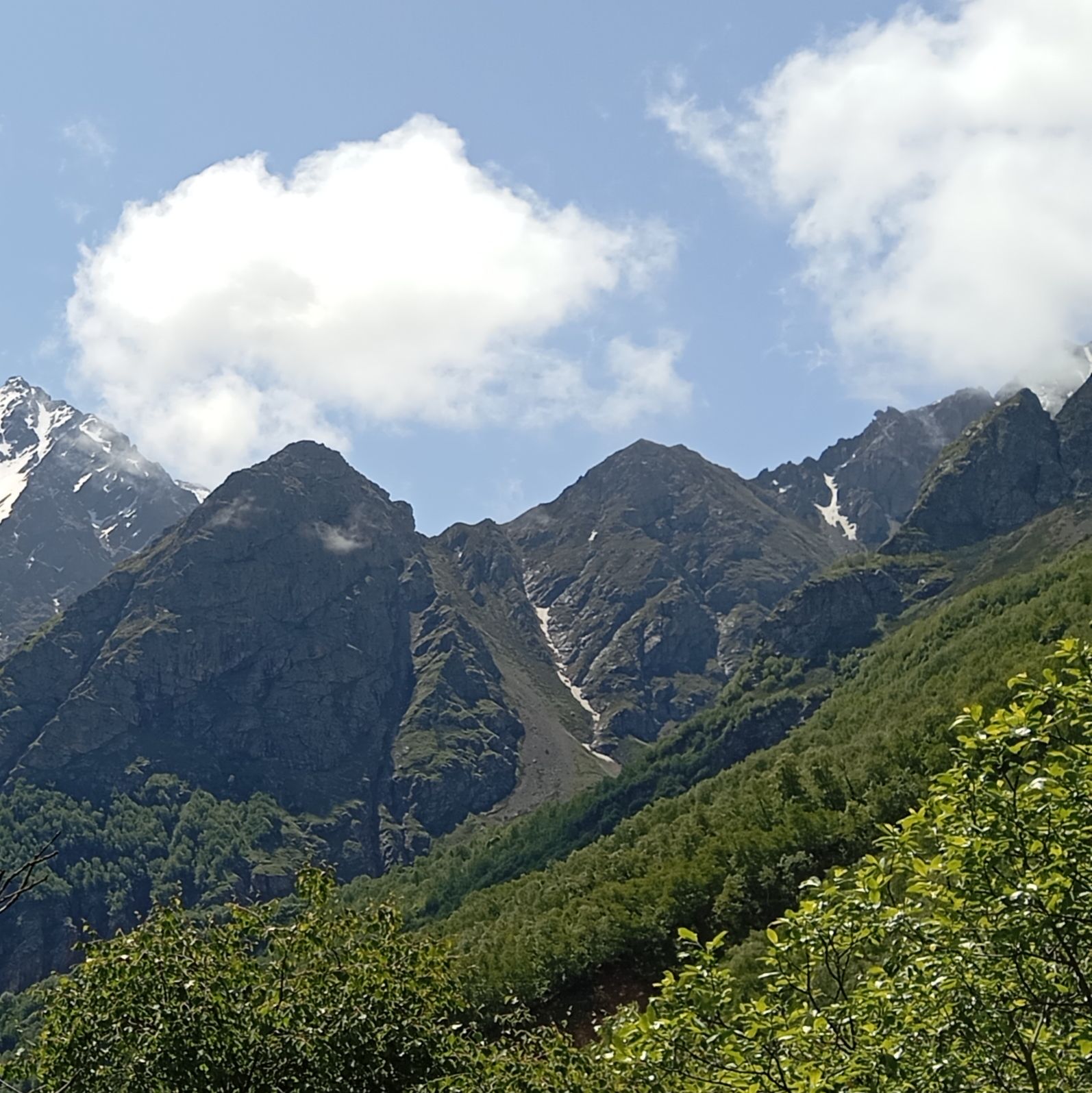 Иконка канала Пихтовый лес