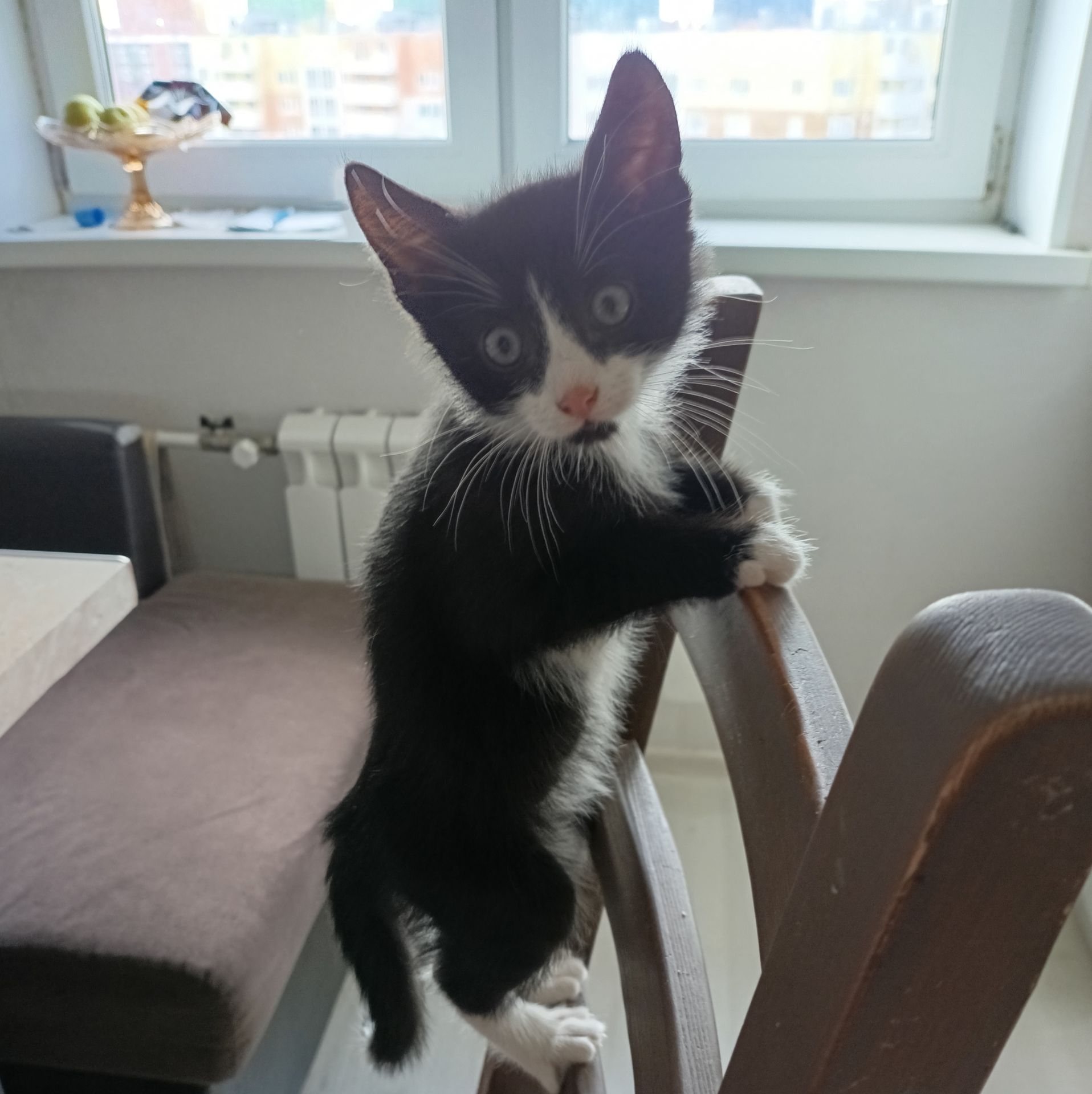 Иконка канала Котенок Палтус