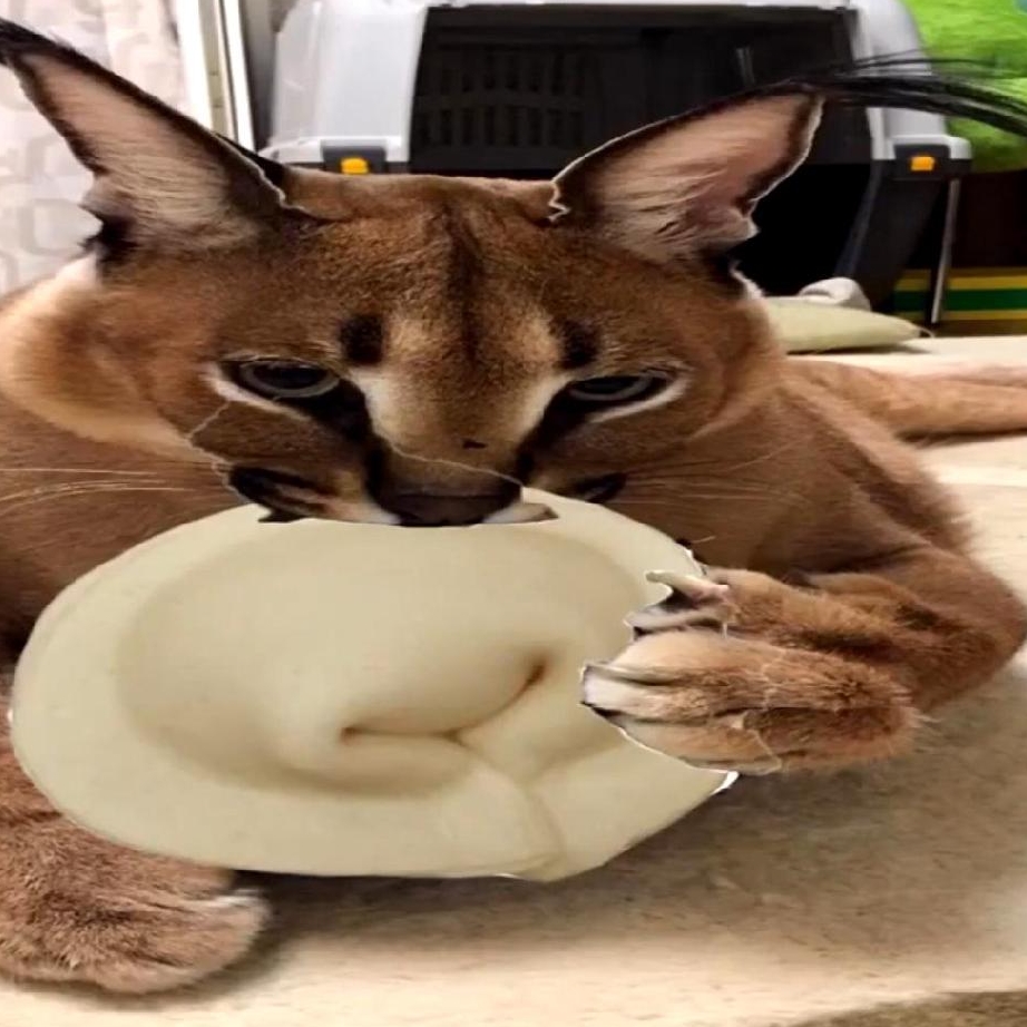 Иконка канала Сытый шлёпа