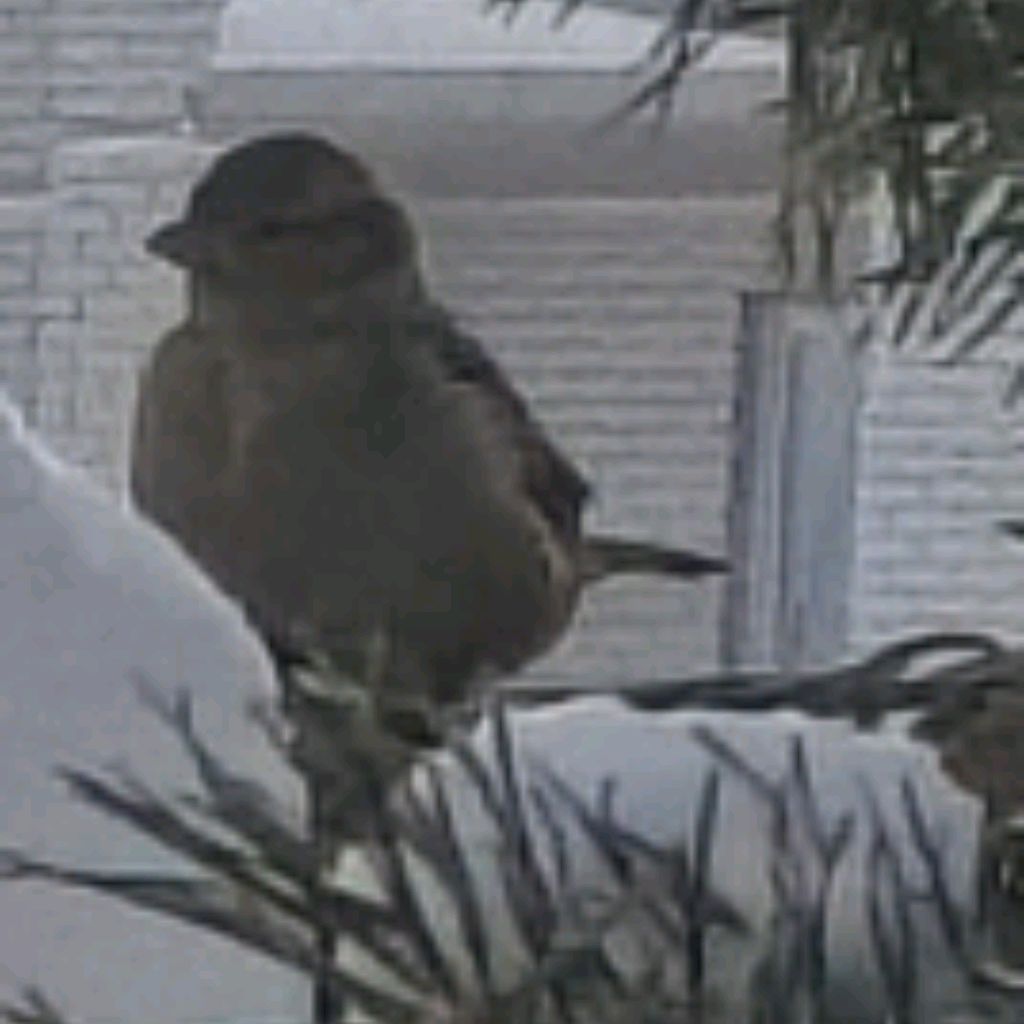 Иконка канала 🥙🌹🪶🇺🇸._MILA FAMYLY LIVE_. 🇺🇸🪶🌹🥙