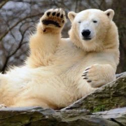 Иконка канала Ladovec