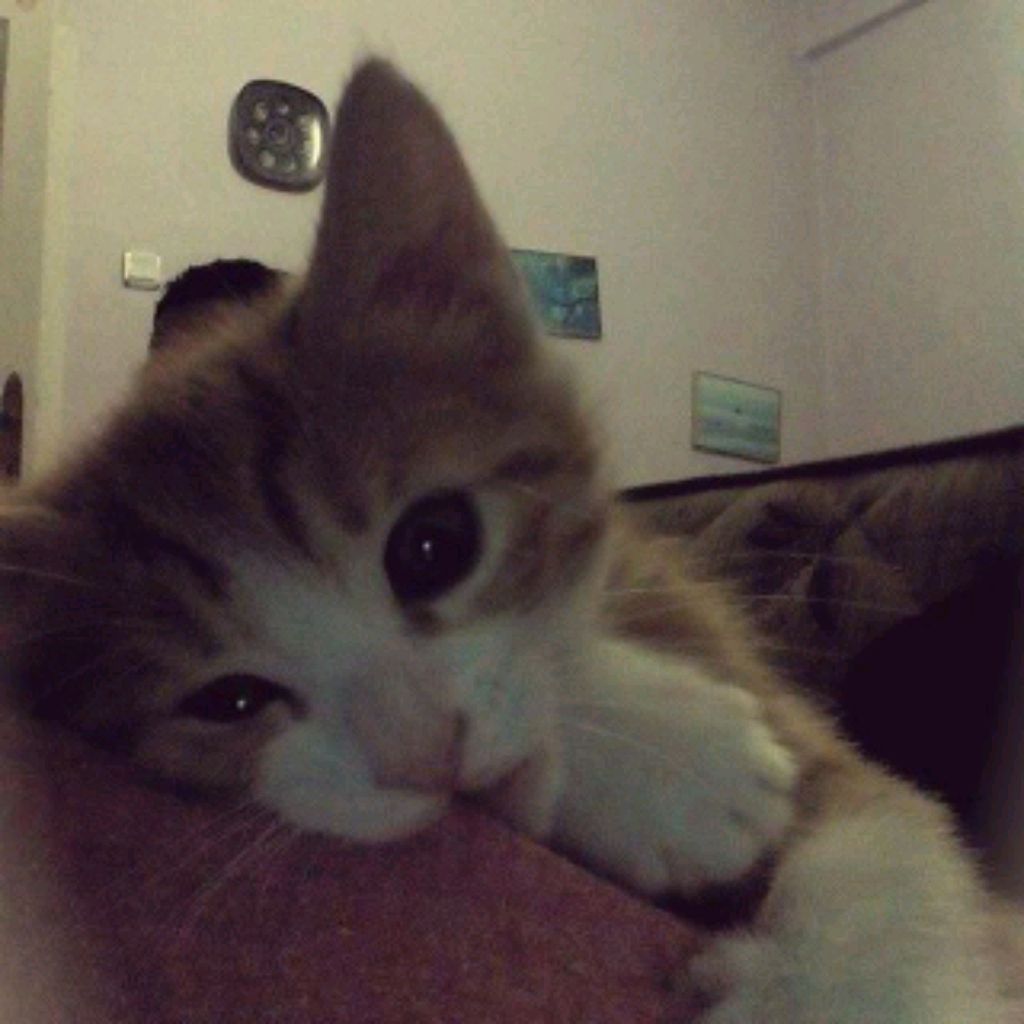 Иконка канала °ઽՆ૯ƿƿ🫒