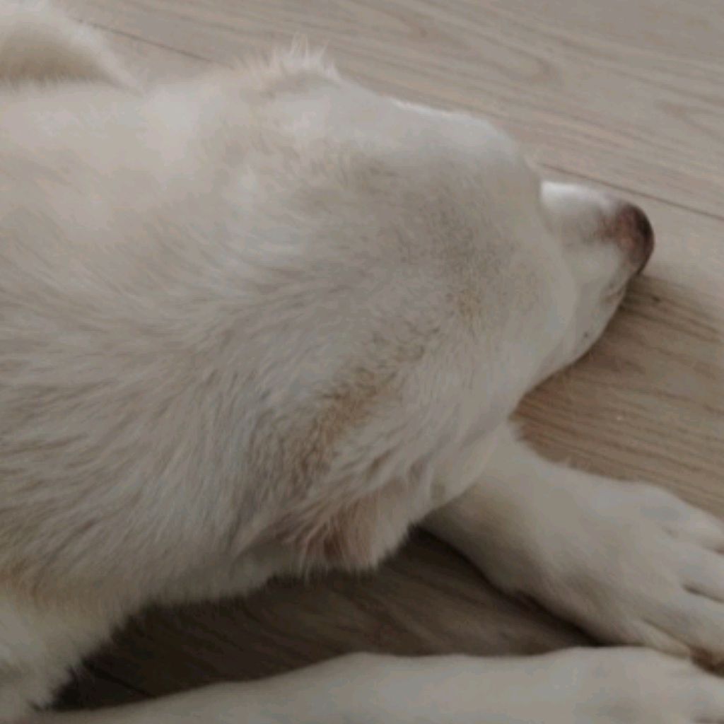 Иконка канала Мышки Гав