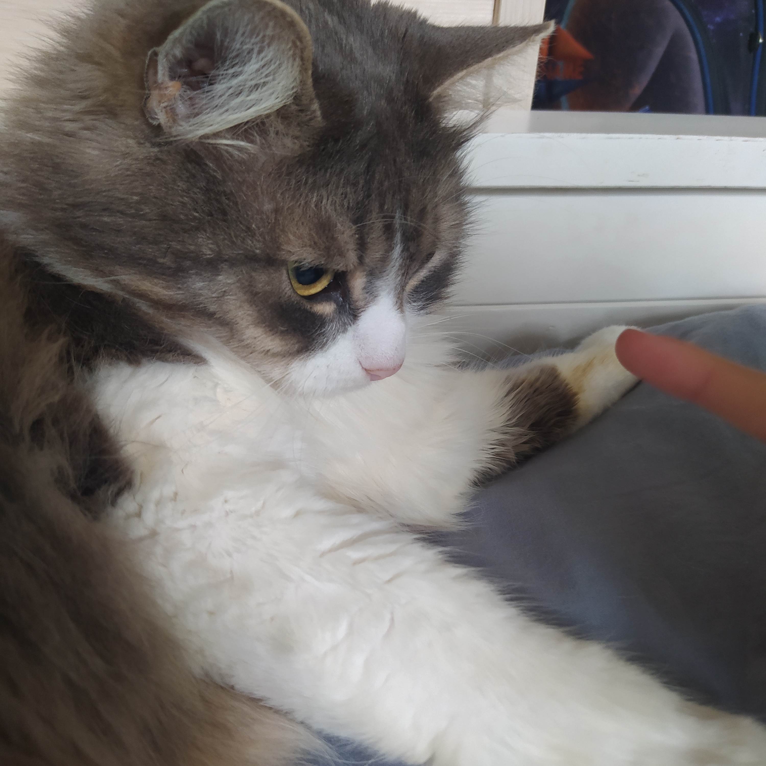 Иконка канала Кот - Оборот 😼 !!!