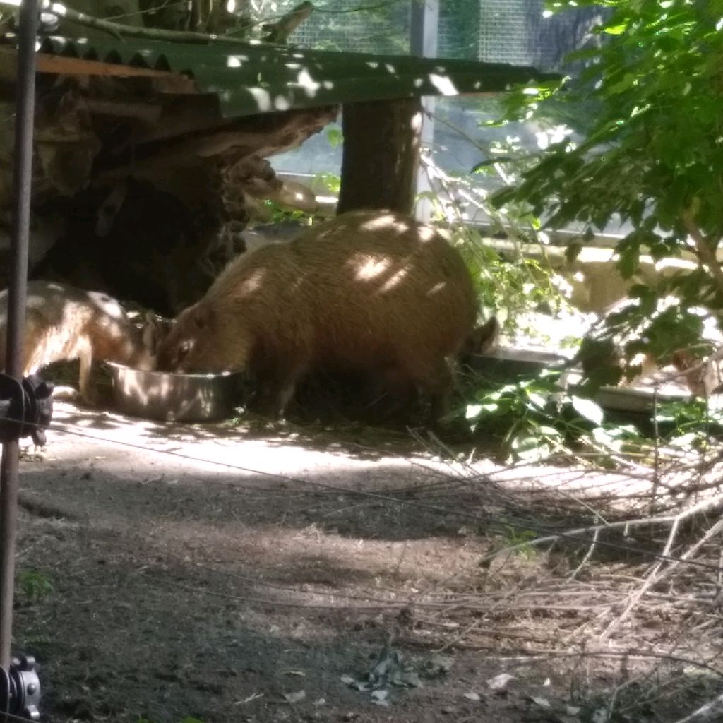 Иконка канала Danils Pro