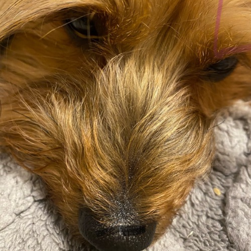 Иконка канала Гермиона