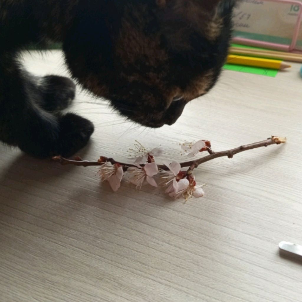 Иконка канала Котёнок.Н.07Сакура