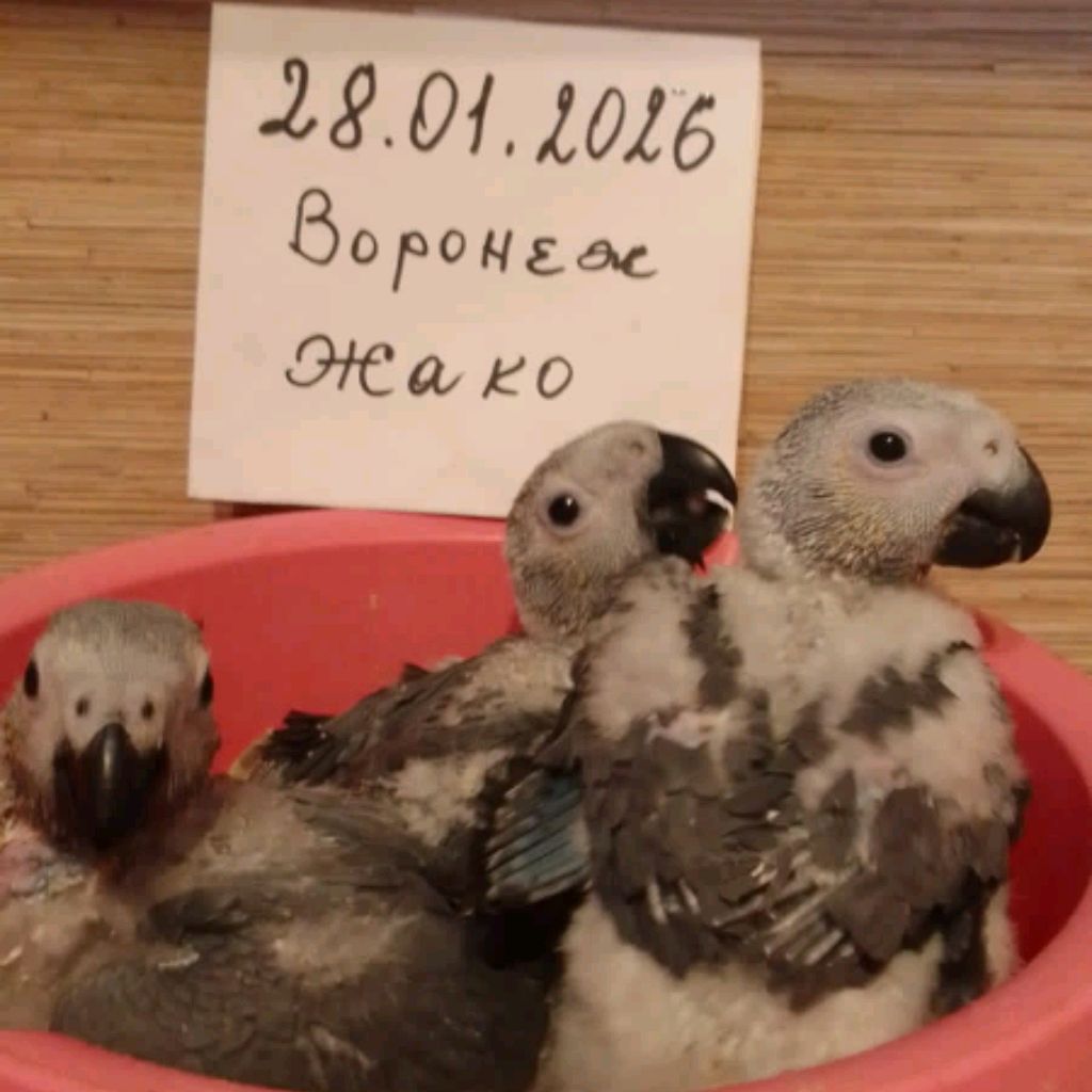 Иконка канала Попугаи Жако и Александрийские