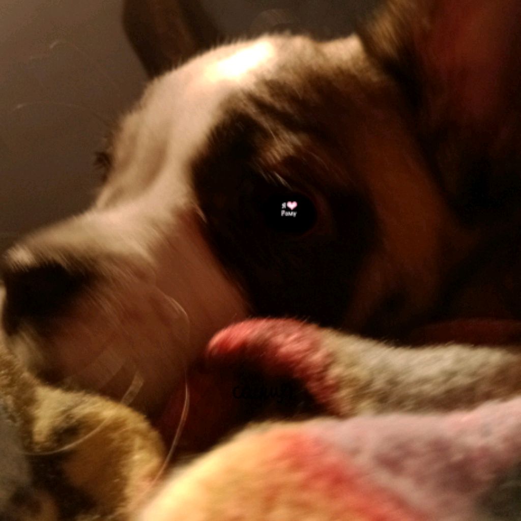 Иконка канала 🐾Κ ⳝⲟю ⲅⲟⲧⲟⲃ!🐾