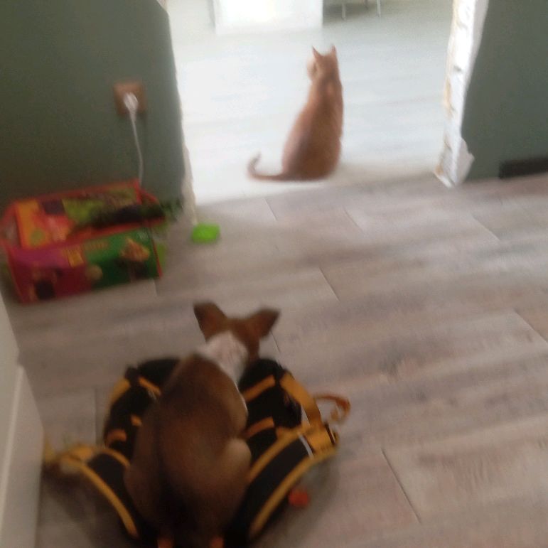 Иконка канала Макс, Собакин Веня  и кот Тигр