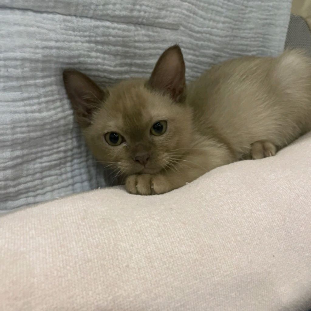 Иконка канала 𝓑𝓾𝓴𝓪