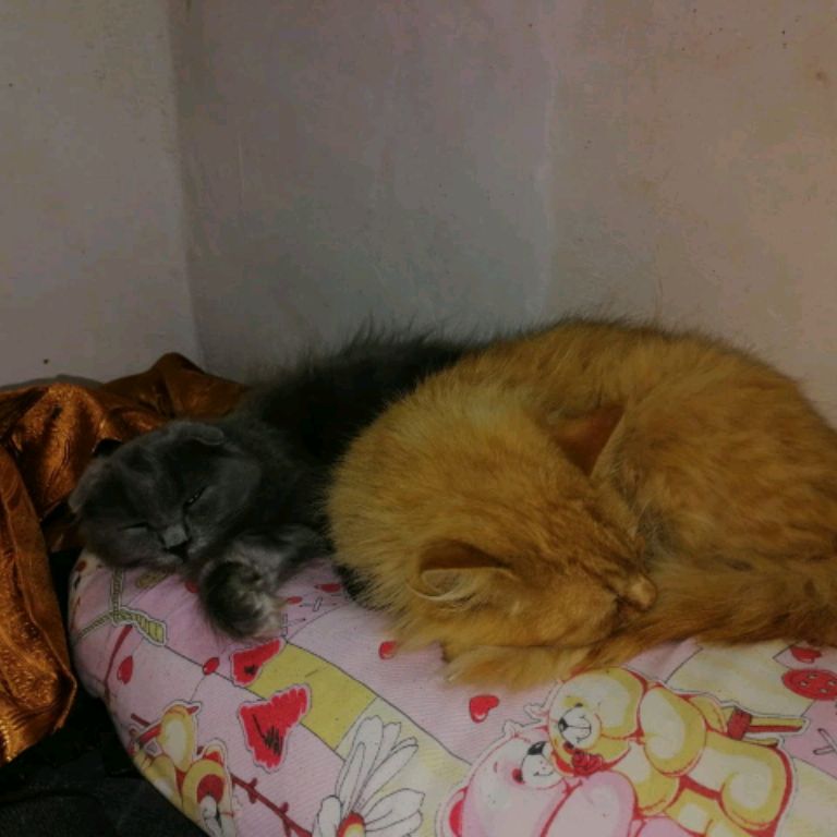 Иконка канала Абрамов лайф