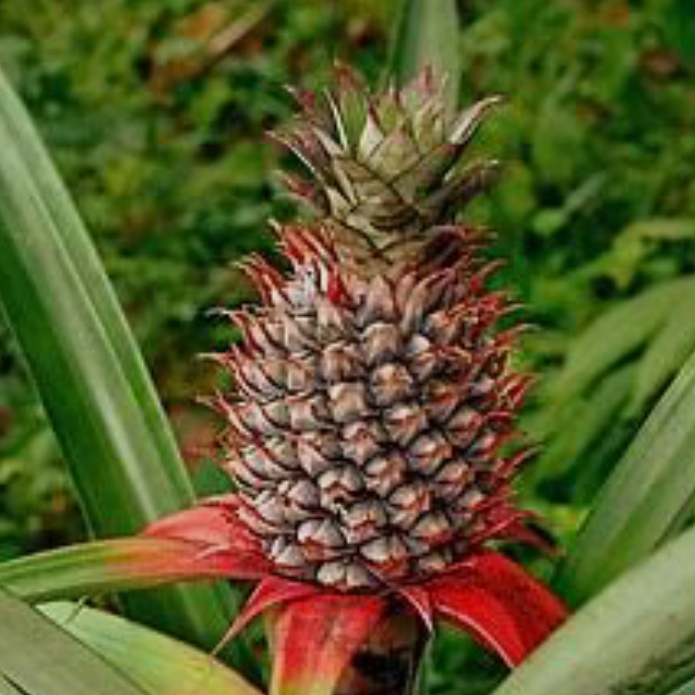 Иконка канала злой ананас 🍍