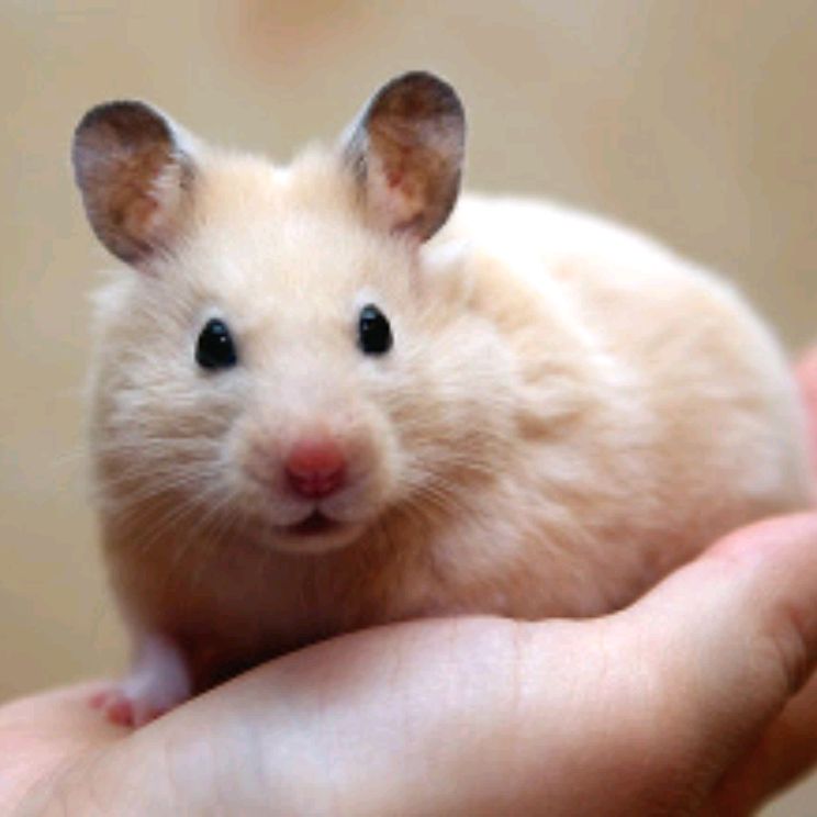 Иконка канала Алёнка life.🐹