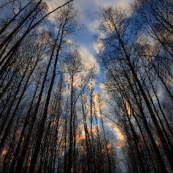 Иконка канала Lesnoy